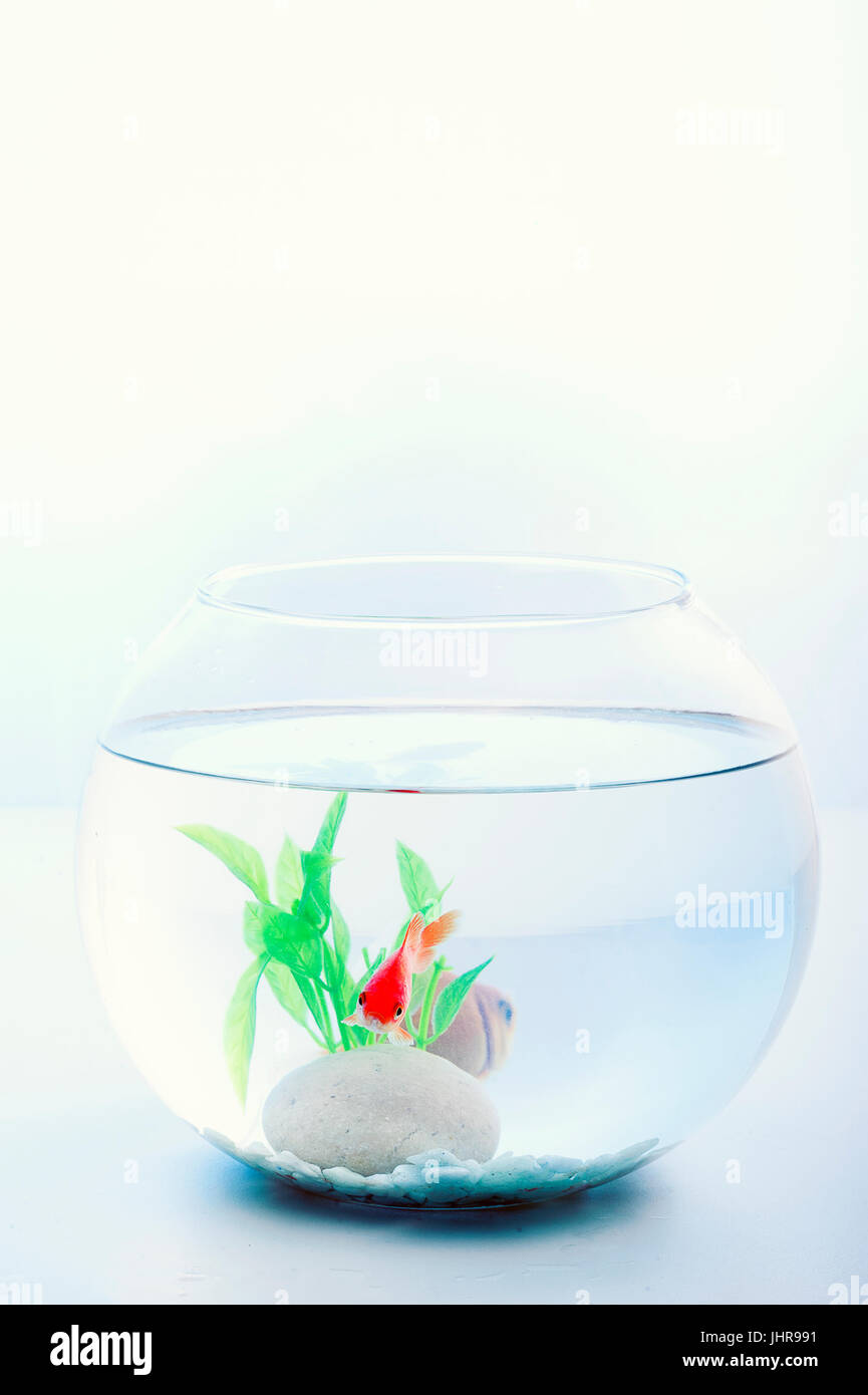 goldfish in a fish bowl isolated Stock Photo - Alamy