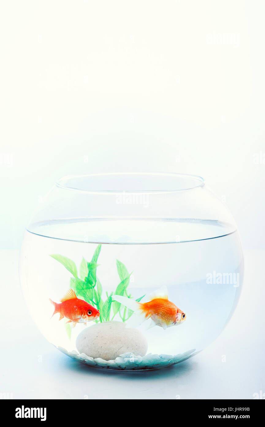 goldfish in a fish bowl isolated Stock Photo - Alamy
