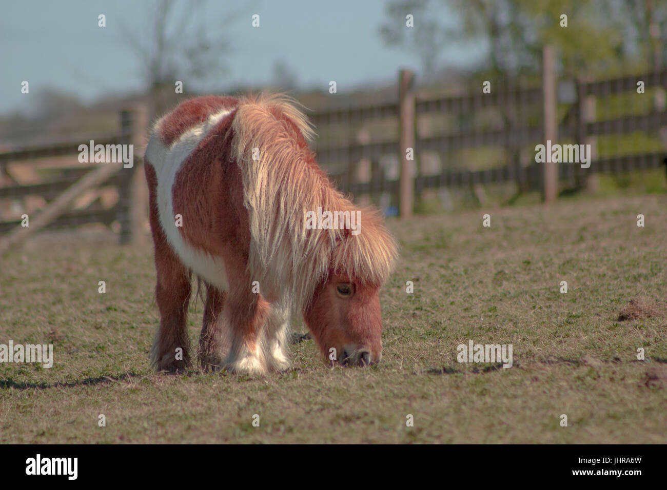 Baby shetland pony hi-res stock photography and images - Alamy