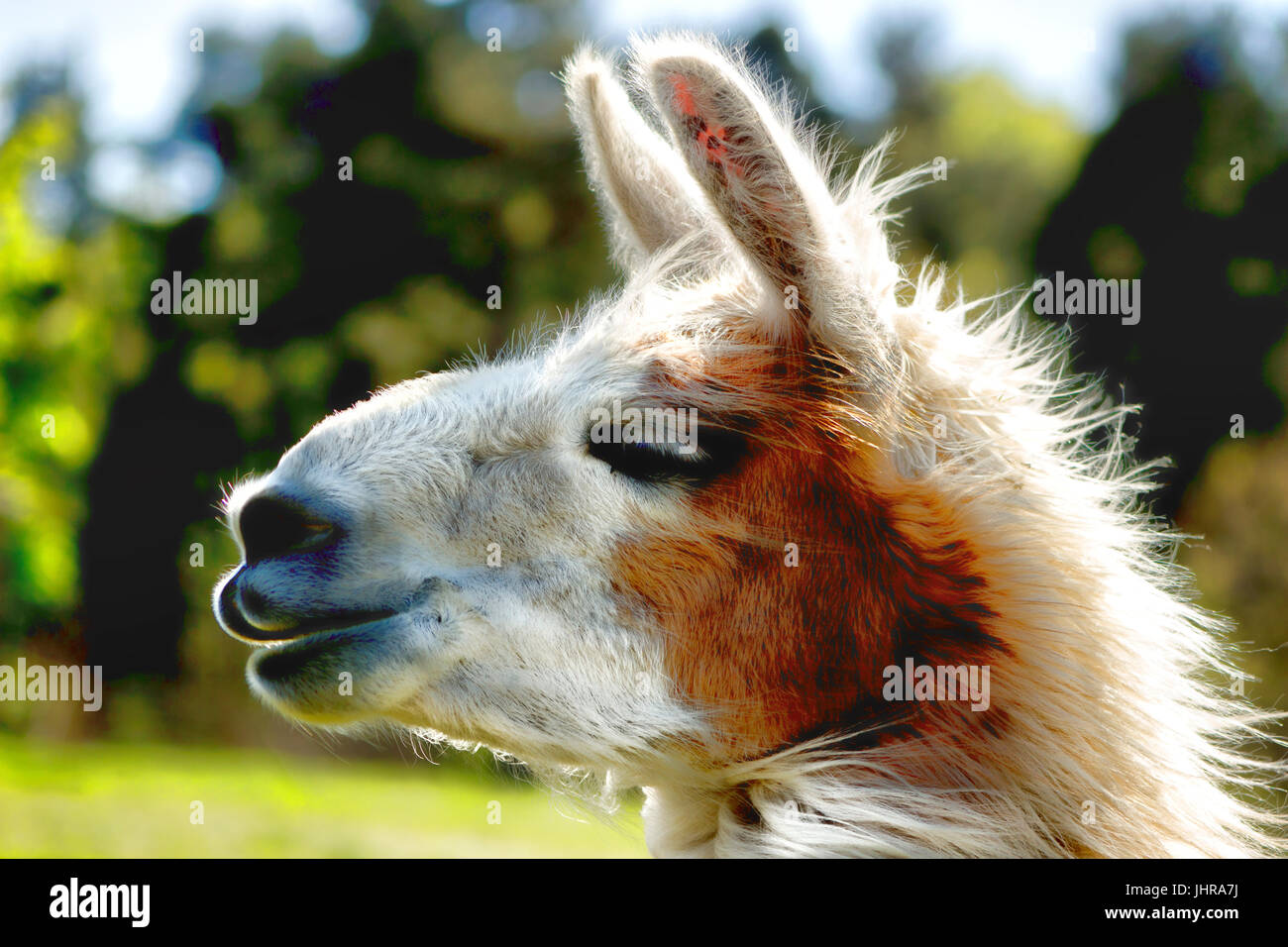 Big alpaka hi-res stock photography and images - Alamy