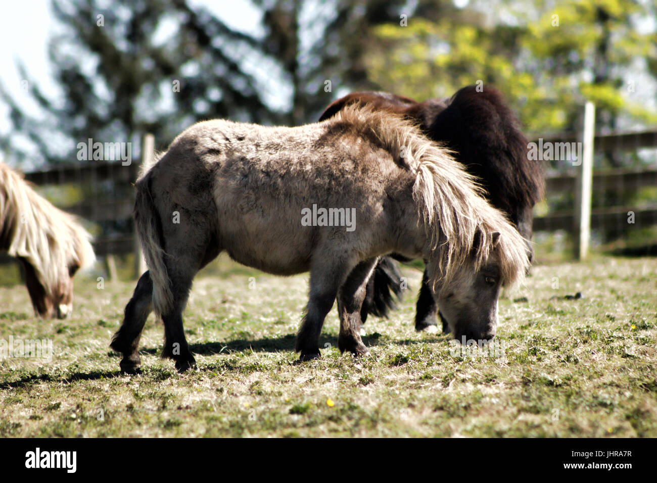 Baby shetland pony hi-res stock photography and images - Alamy