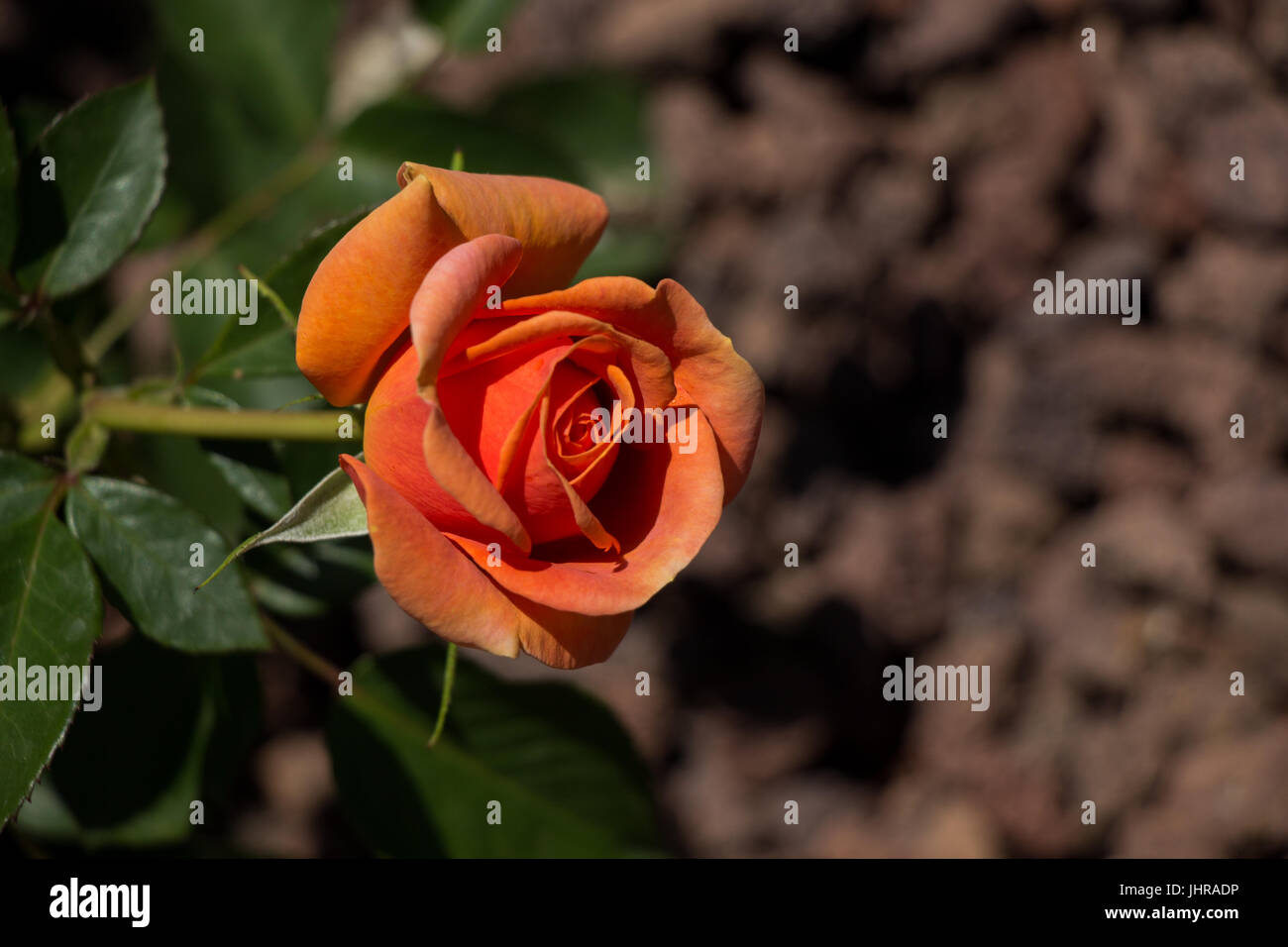 Beautiful colorful Rose Flower on garden background Stock Photo - Alamy