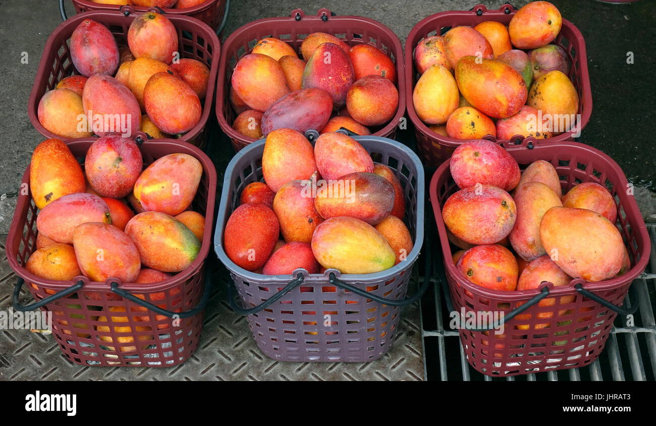 Fresh red Irwin mangoes for sale at an outdoor market Stock Photo - Alamy