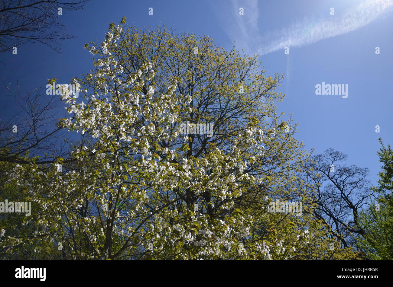 Spring Impressions from the Goethe Park in Berlin-Wedding from April 21 ...