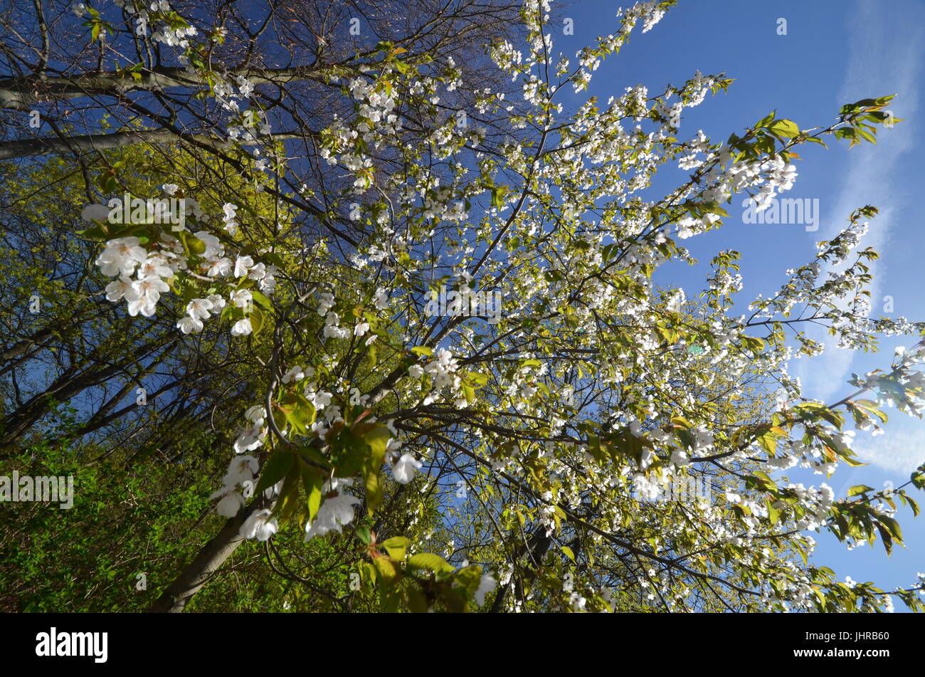 Spring Impressions from the Goethe Park in Berlin-Wedding from April 21 ...