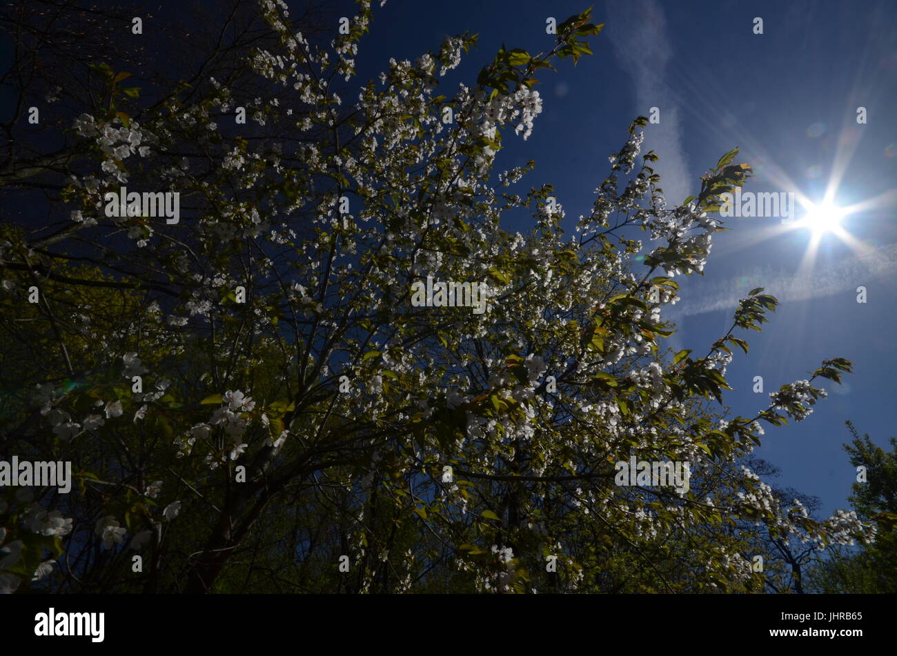 Spring Impressions from the Goethe Park in Berlin-Wedding from April 21 ...