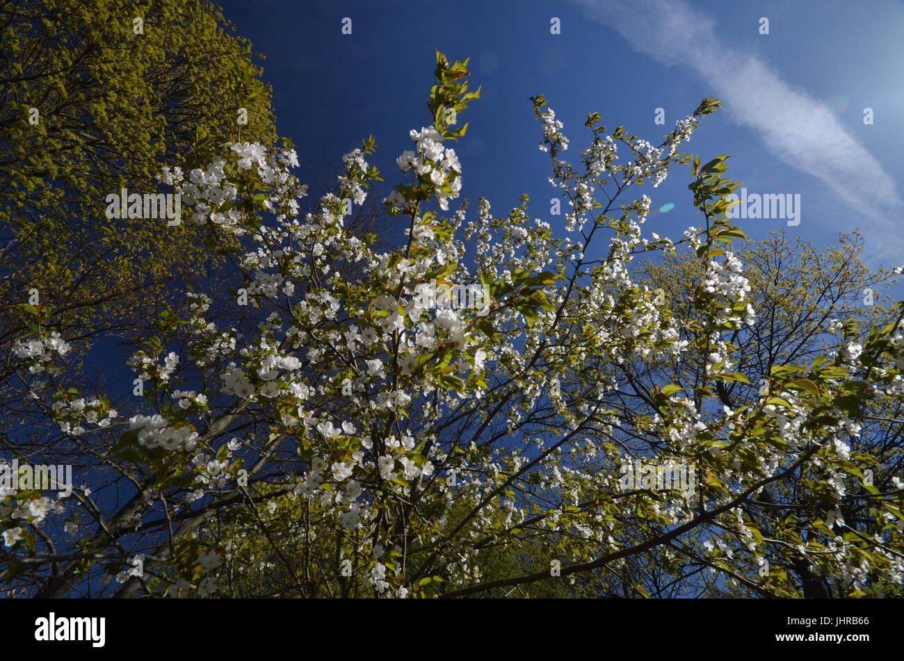 Spring Impressions from the Goethe Park in Berlin-Wedding from April 21 ...