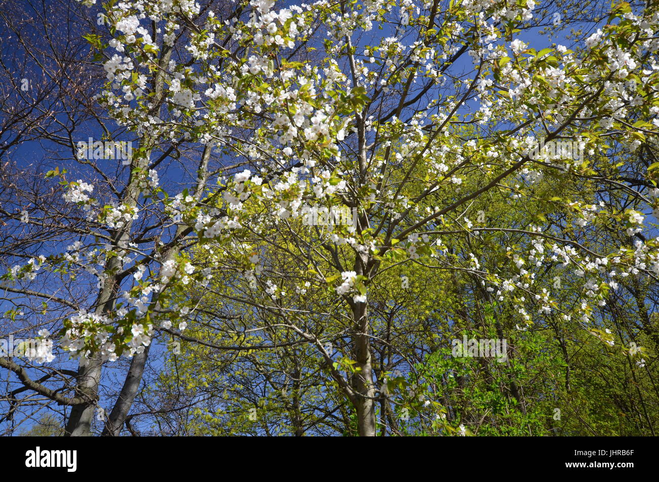 Spring Impressions from the Goethe Park in Berlin-Wedding from April 21 ...