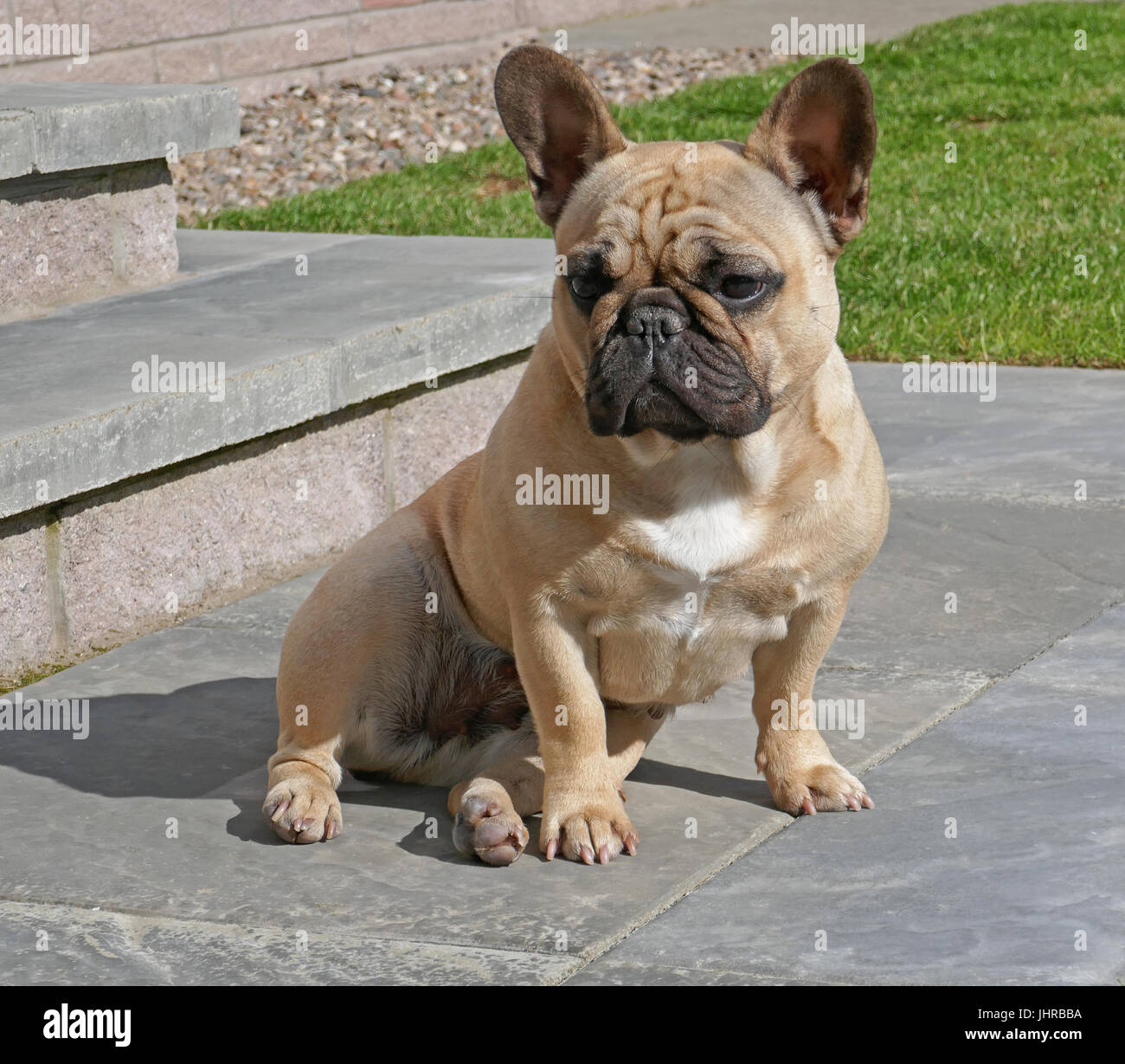 French Bulldog (one year old) - 'Lola' Stock Photo - Alamy