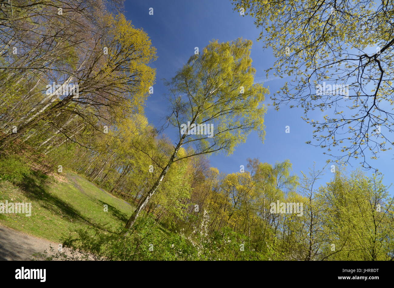 Spring Impressions from the Goethe Park in Berlin-Wedding from April 21 ...