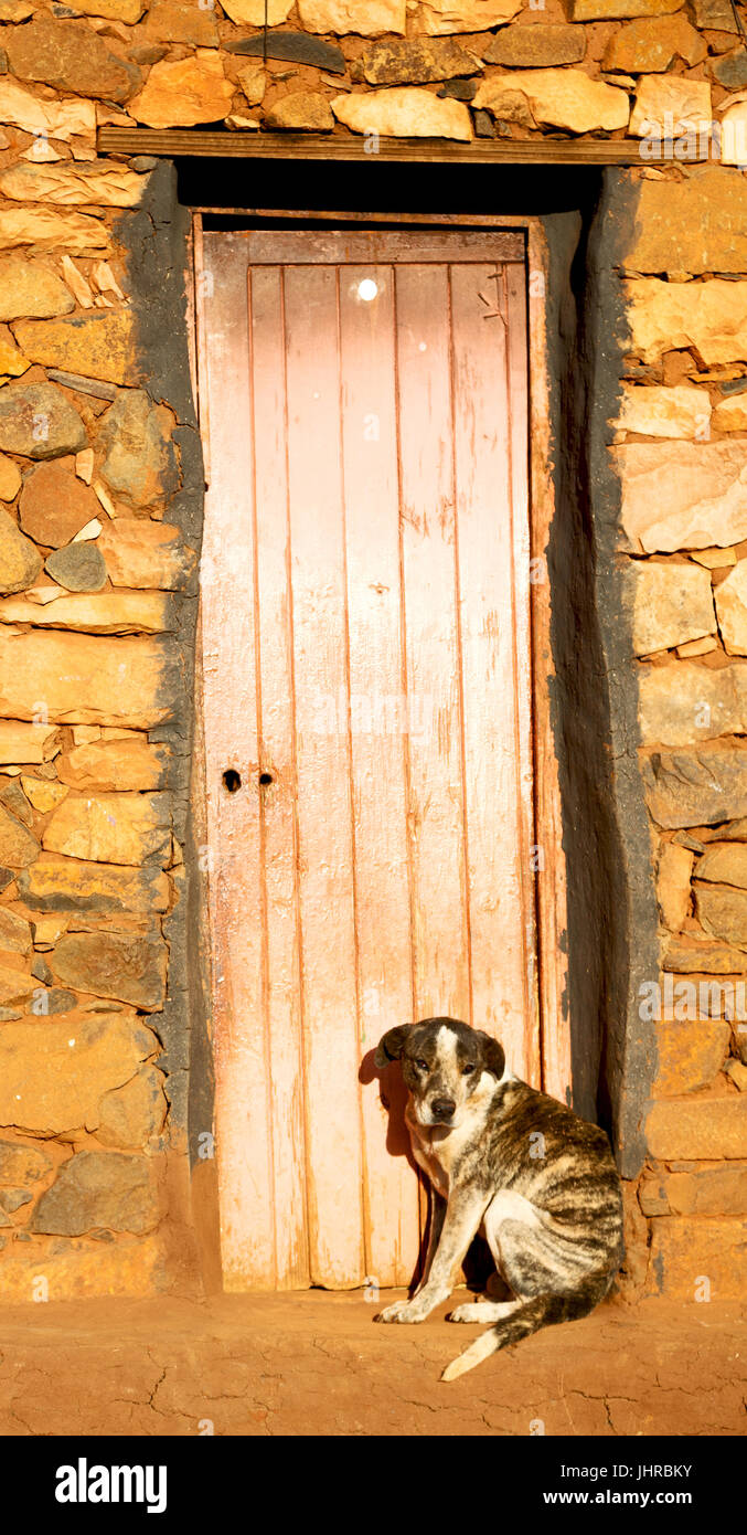 near a house the dog waiting alone Stock Photo - Alamy