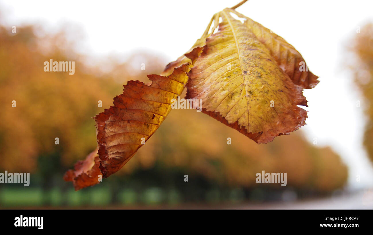Autumn leaf close up Stock Photo - Alamy