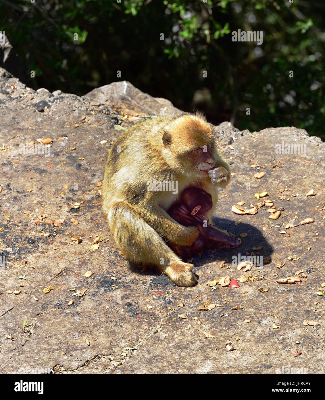 Gibraltar Barbary macaque mother and baby Stock Photo - Alamy
