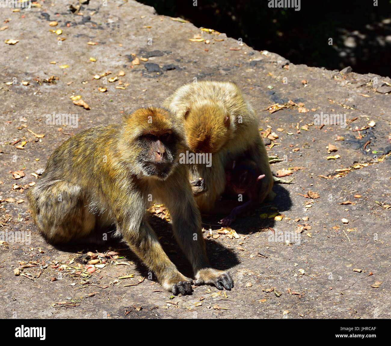 Gibraltar Barbary macaque family eating together Stock Photo - Alamy