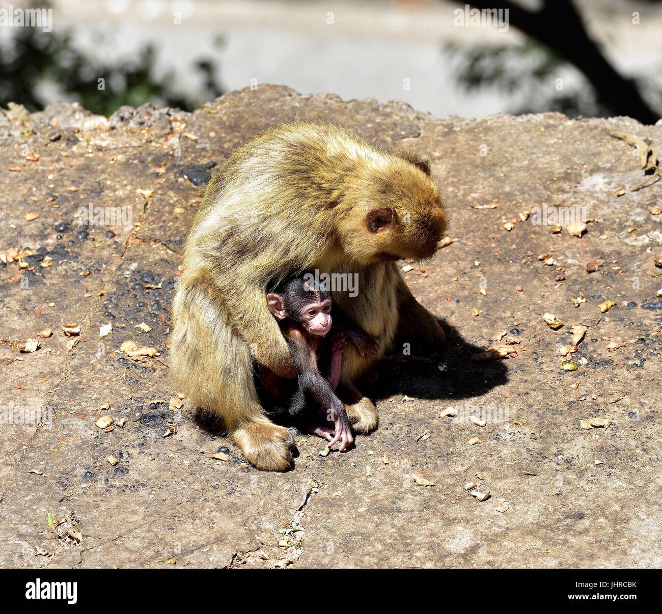 Gibraltar Barbary macaque mother and baby Stock Photo - Alamy