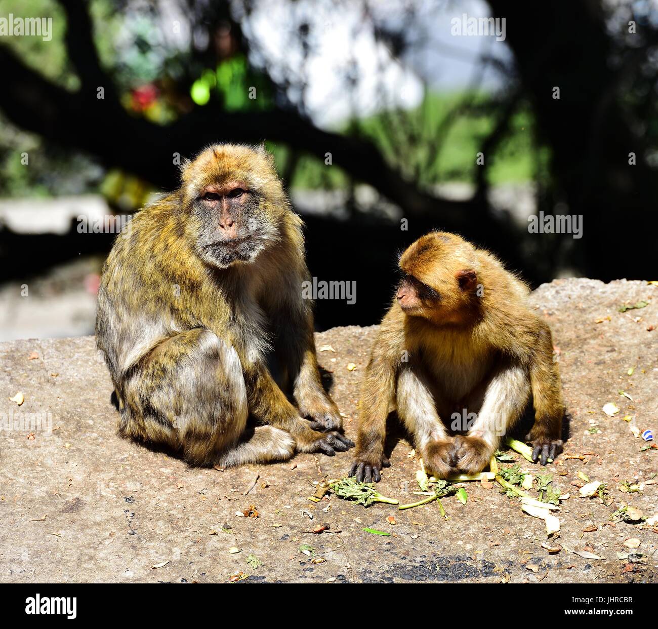 Gibraltar Barbary macaque family eating together Stock Photo - Alamy