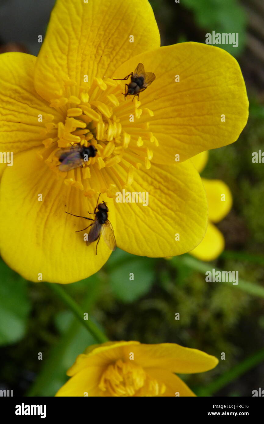 Flies pollinating Marsh marigold flower Stock Photo - Alamy