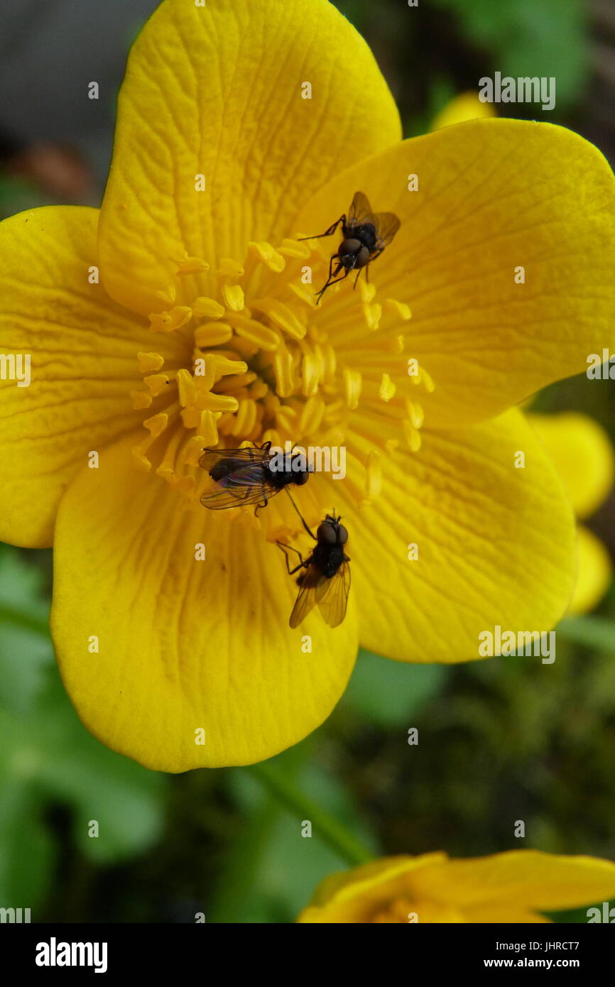 Flies pollinating Marsh marigold flower Stock Photo - Alamy