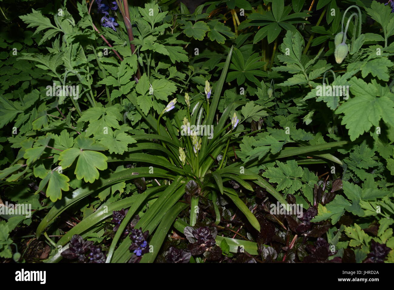 Scottish bluebell flower buds Stock Photo - Alamy