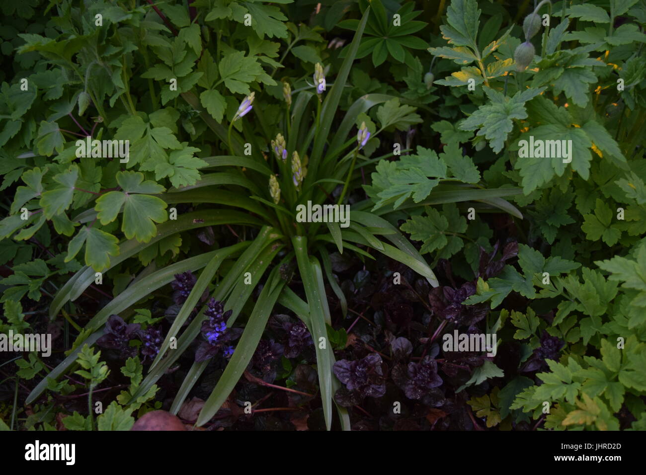 Scottish bluebell flower buds Stock Photo - Alamy