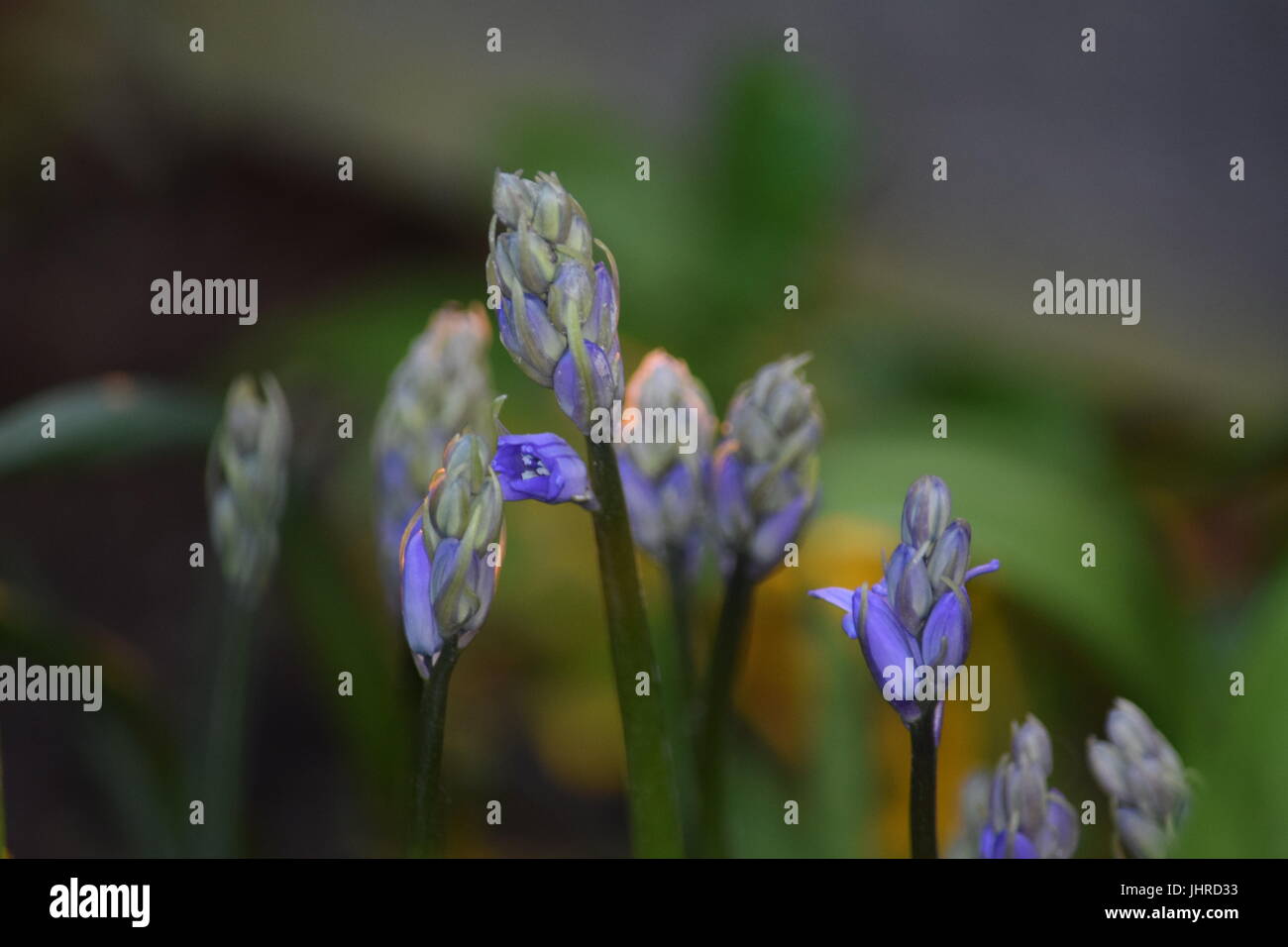 Scottish bluebell flower buds Stock Photo - Alamy