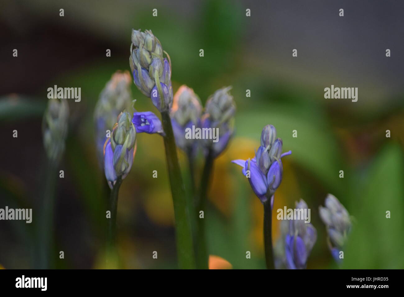 Scottish bluebell flower buds Stock Photo - Alamy