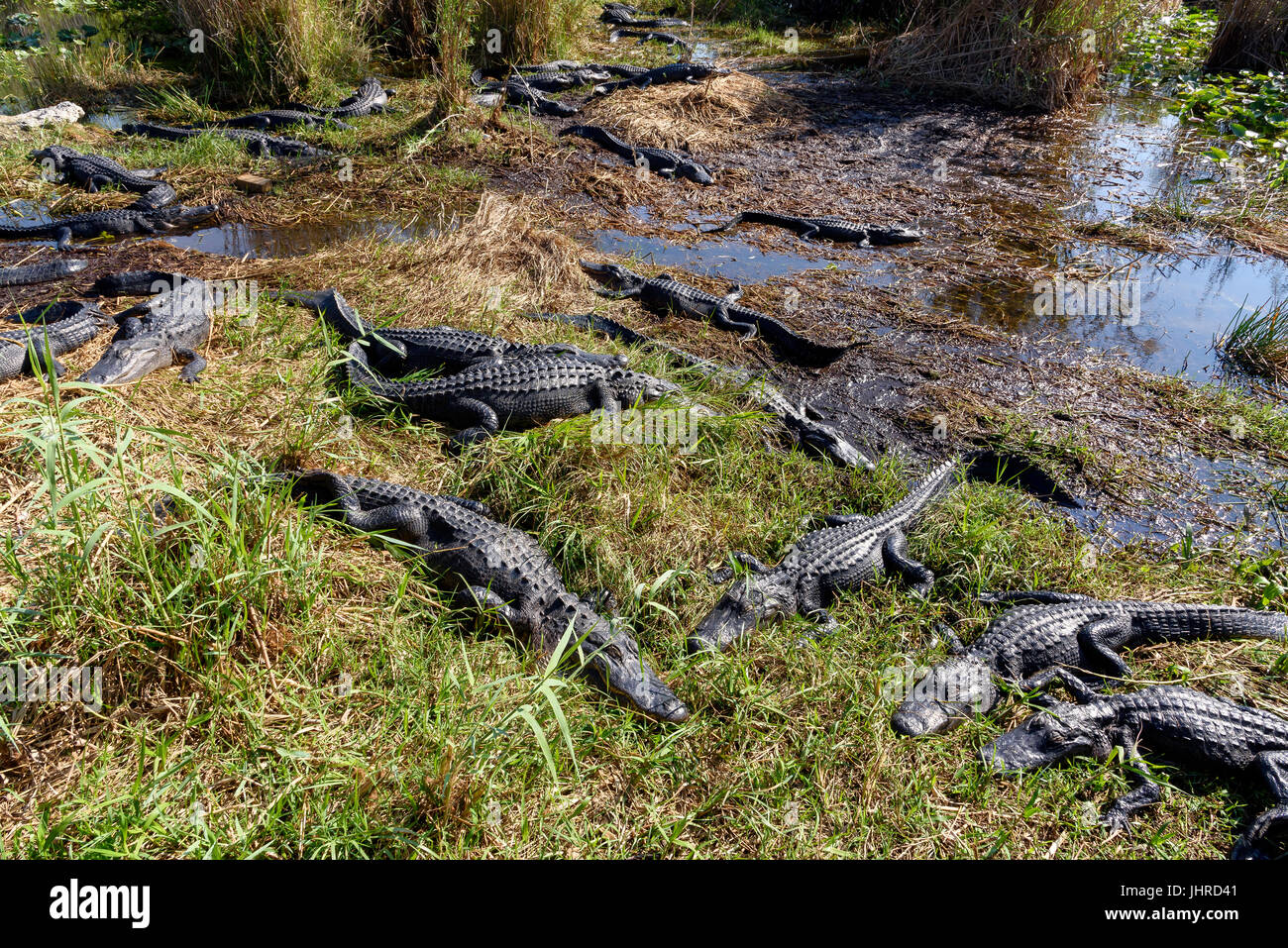 American alligators (Alligator mississippiensis) basking in the ...