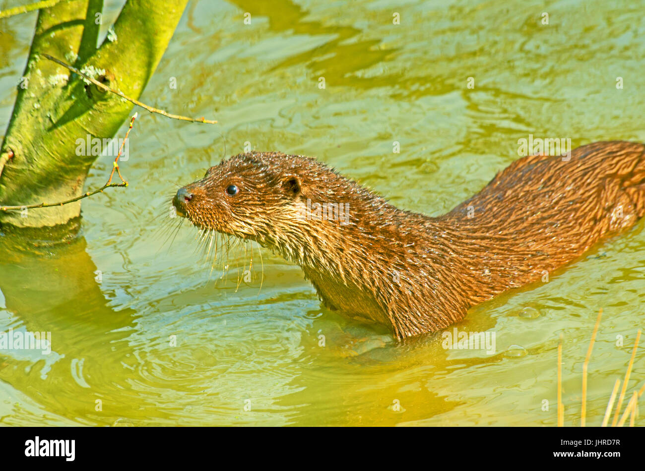 British Otter, Lutra Lutta, Lake, Captive Stock Photo - Alamy