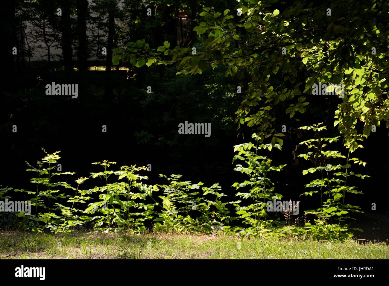 Impressions from the surroundings of Spandau Citadel in Berlin on July ...