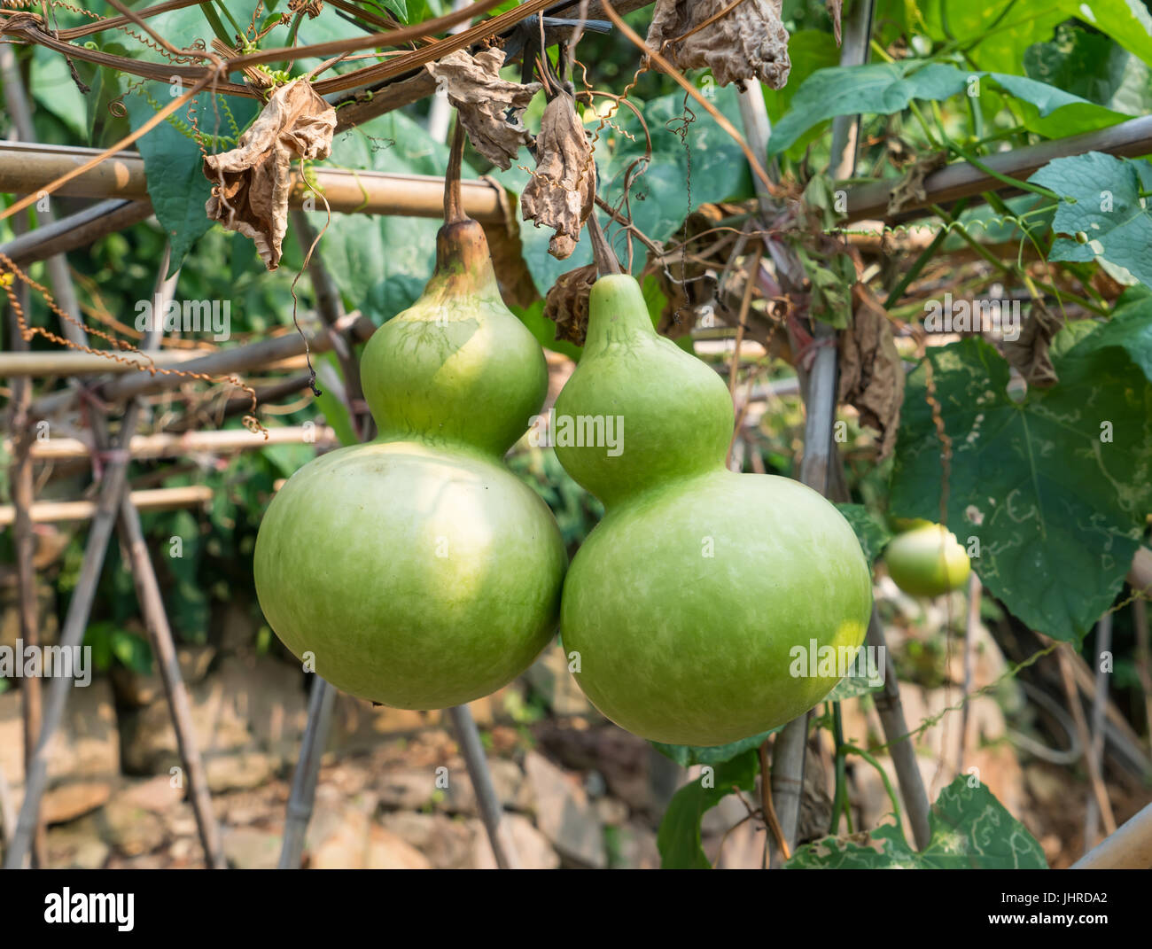Bottle gourd flower hi-res stock photography and images - Alamy