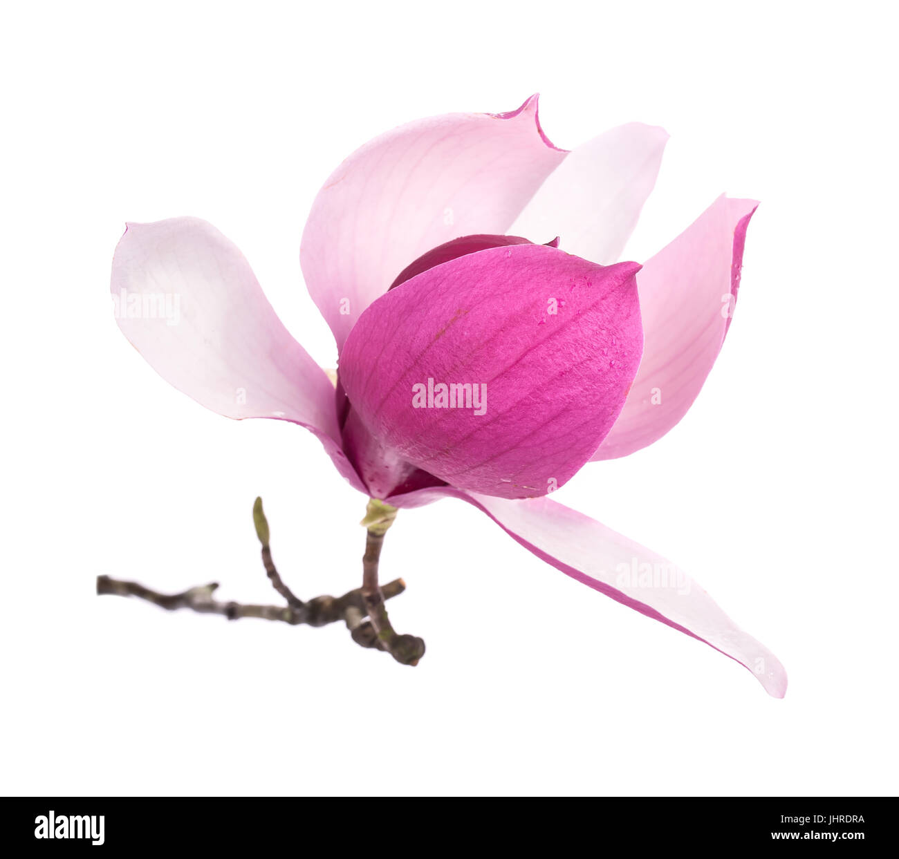 magnolia flowers isolated on white background Stock Photo - Alamy