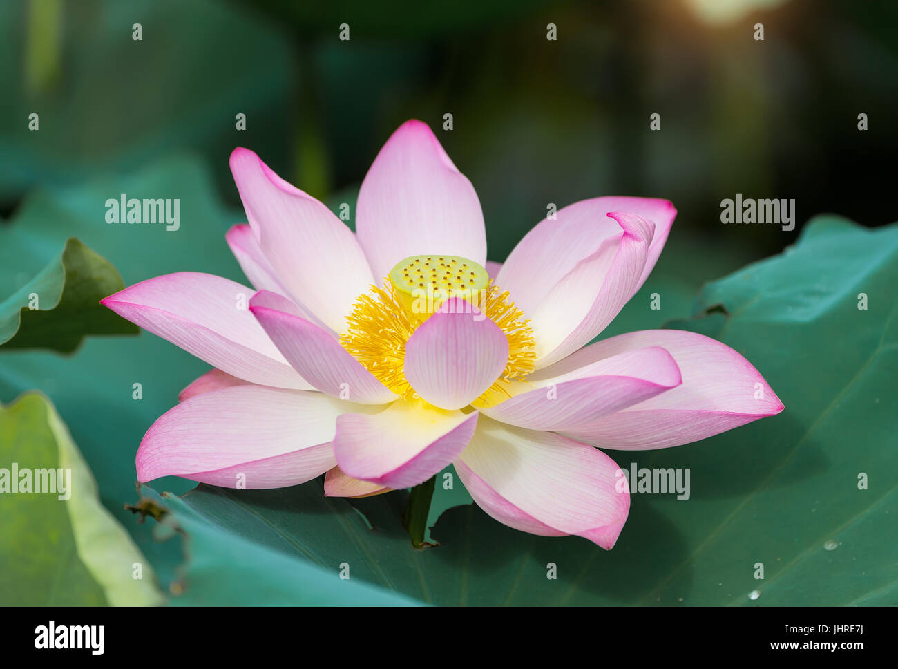 Lotus Flower In The Bible at Lorelei Rios blog