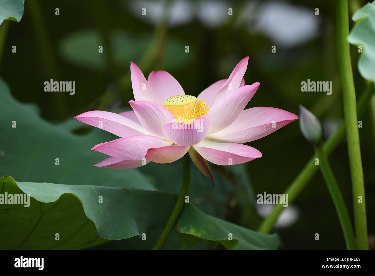 blooming lotus flower Stock Photo - Alamy