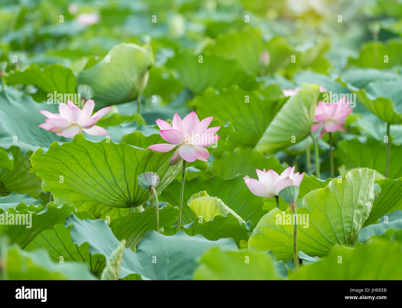 blooming lotus flower Stock Photo - Alamy