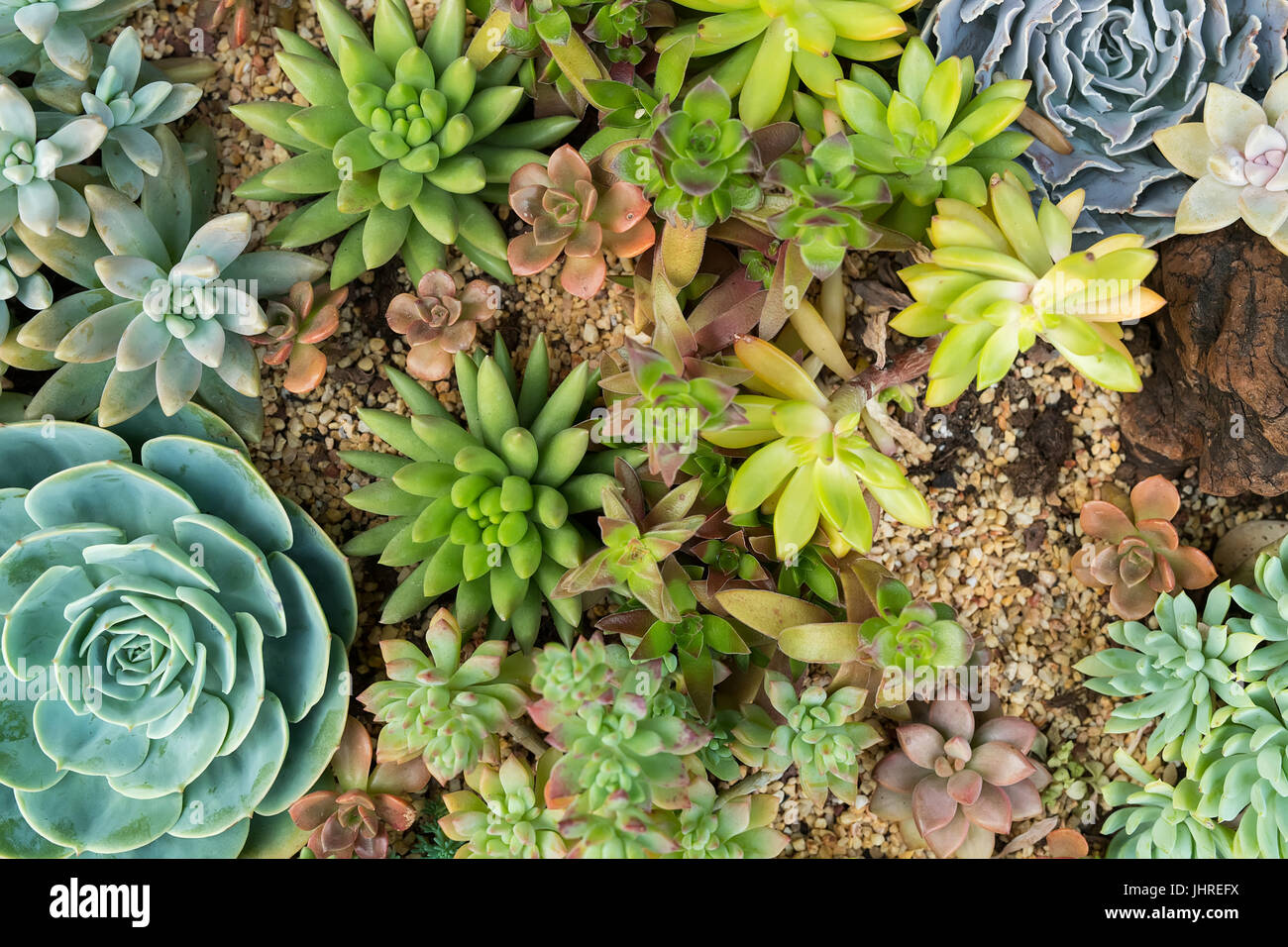 Miniature succulent plants in garden Stock Photo - Alamy