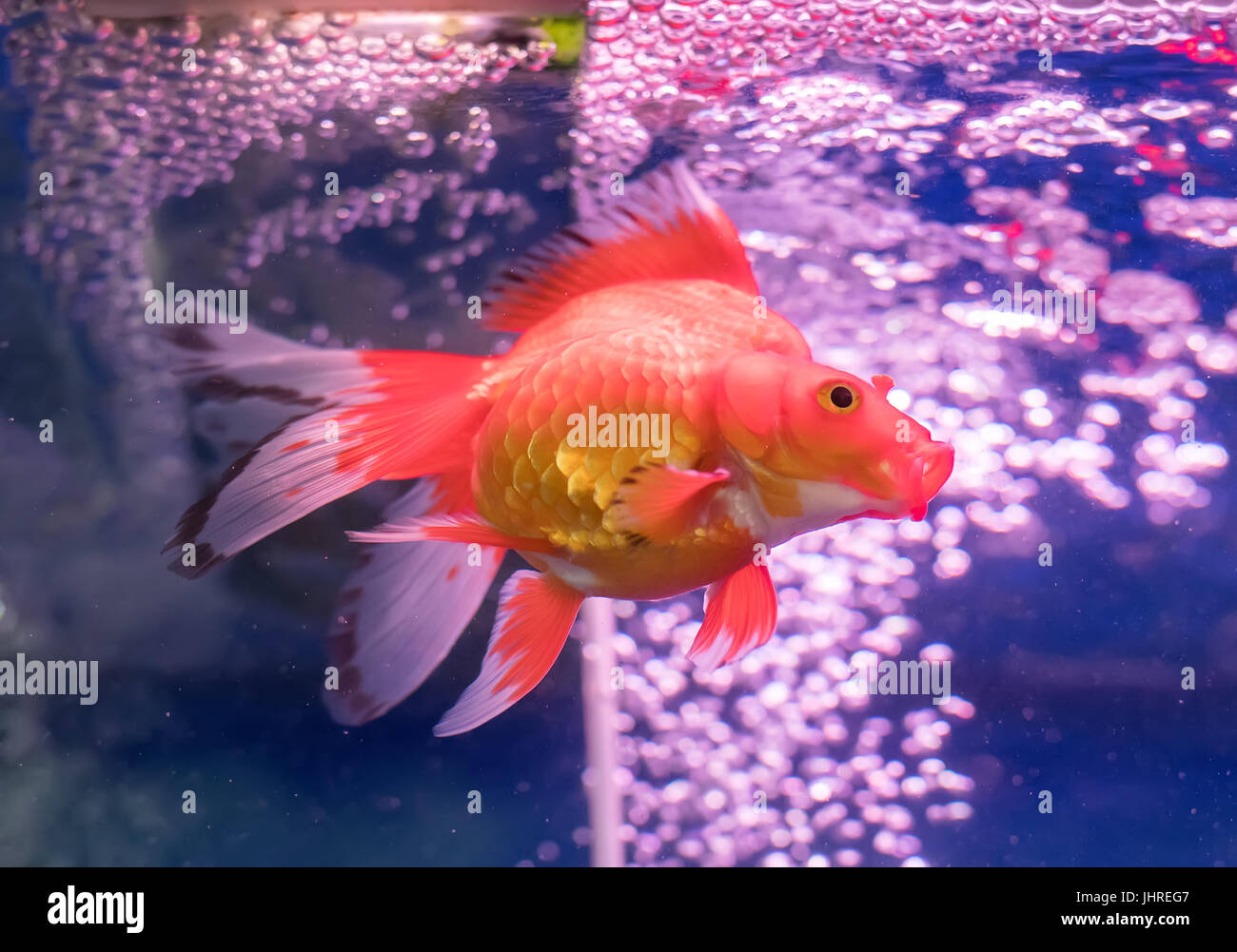 Red and gold fishes over water Stock Photo - Alamy