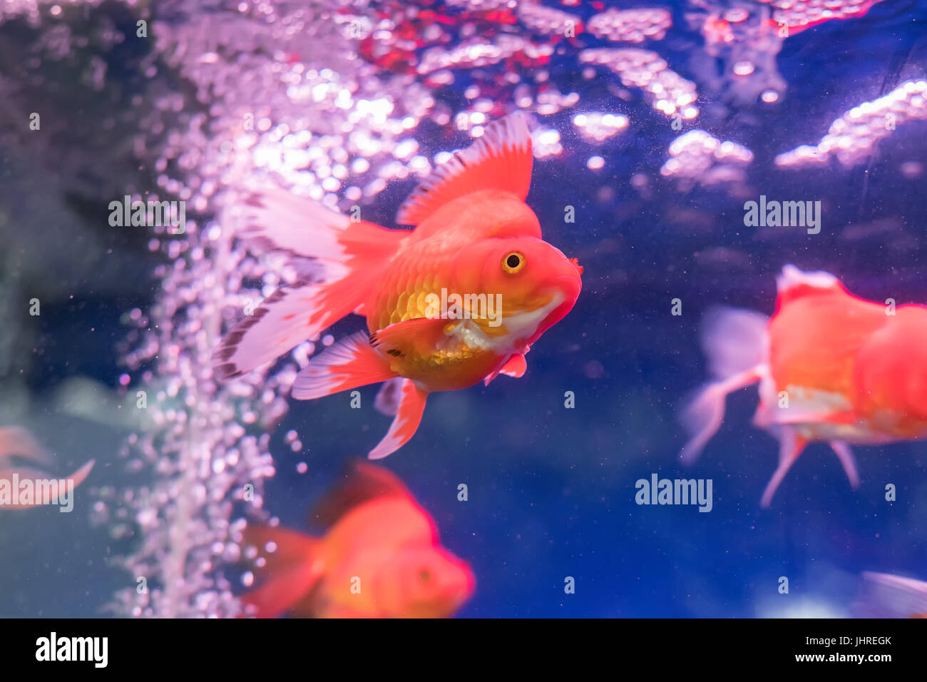 Red and gold fishes over water Stock Photo - Alamy