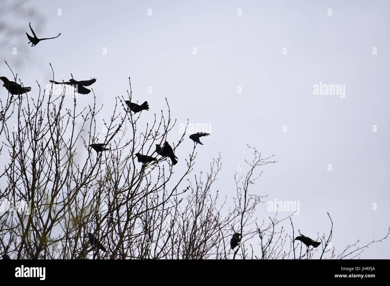 Crows and a tree Stock Photo - Alamy