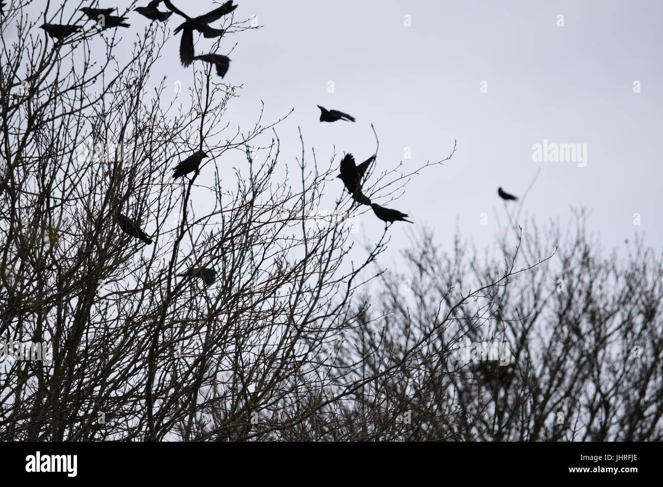 Crows and a tree Stock Photo - Alamy