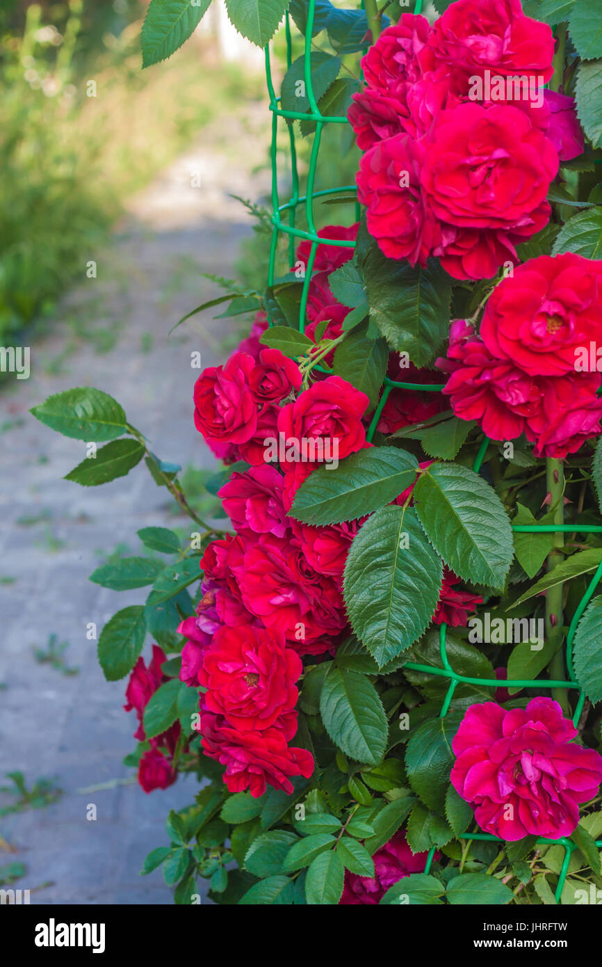 Photo of the rose Bush Stock Photo - Alamy