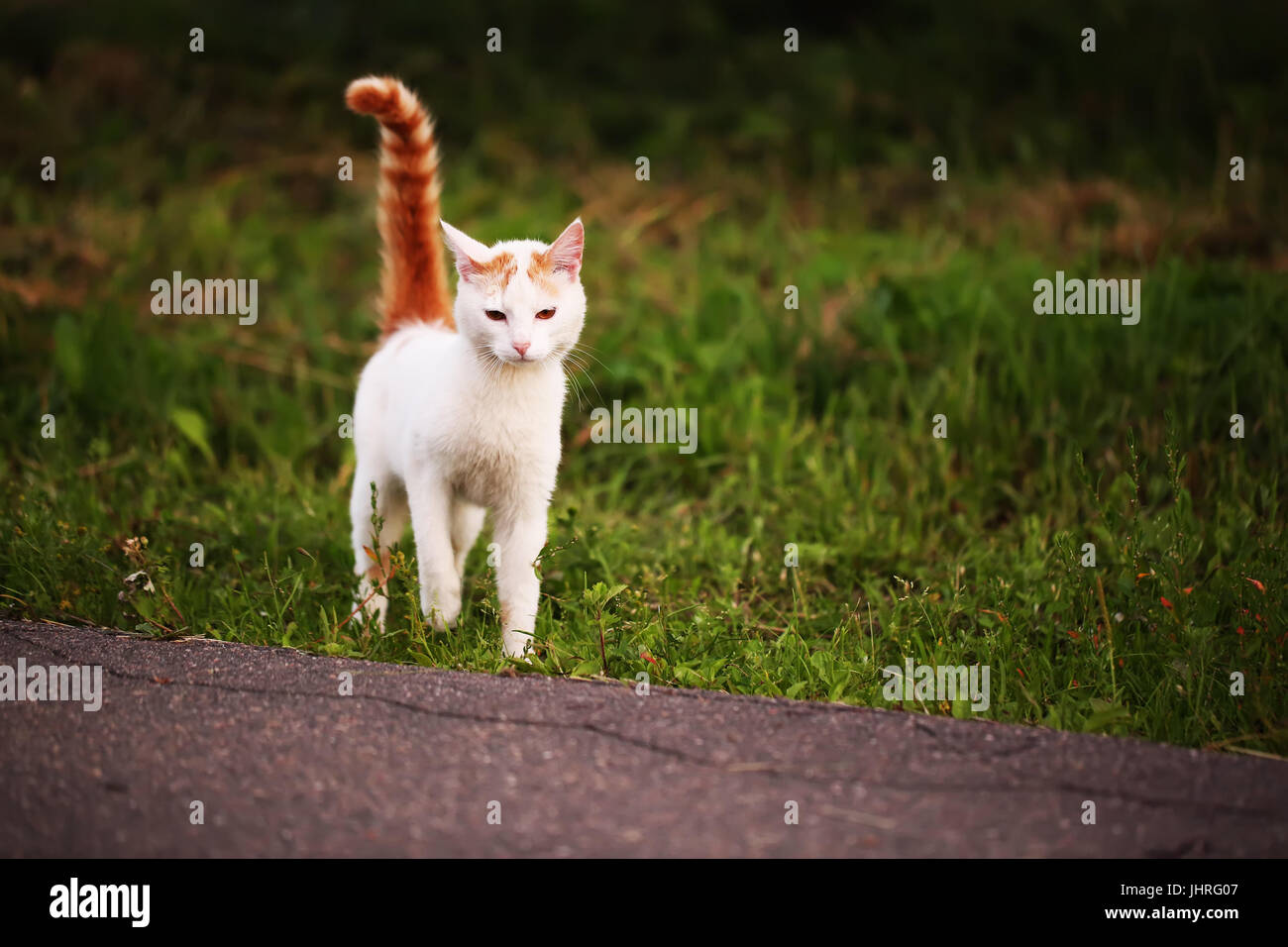 Homeless cat on the street. Concept of caring and helping animals Stock ...