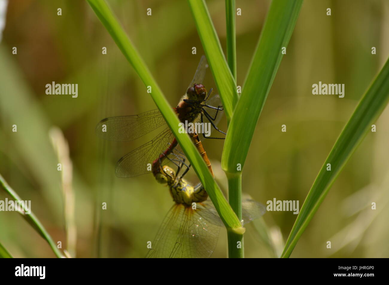 Dragonflies mating hi-res stock photography and images - Alamy