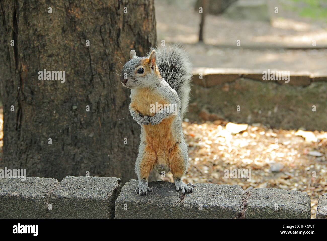Flying chipmunks hi-res stock photography and images - Alamy