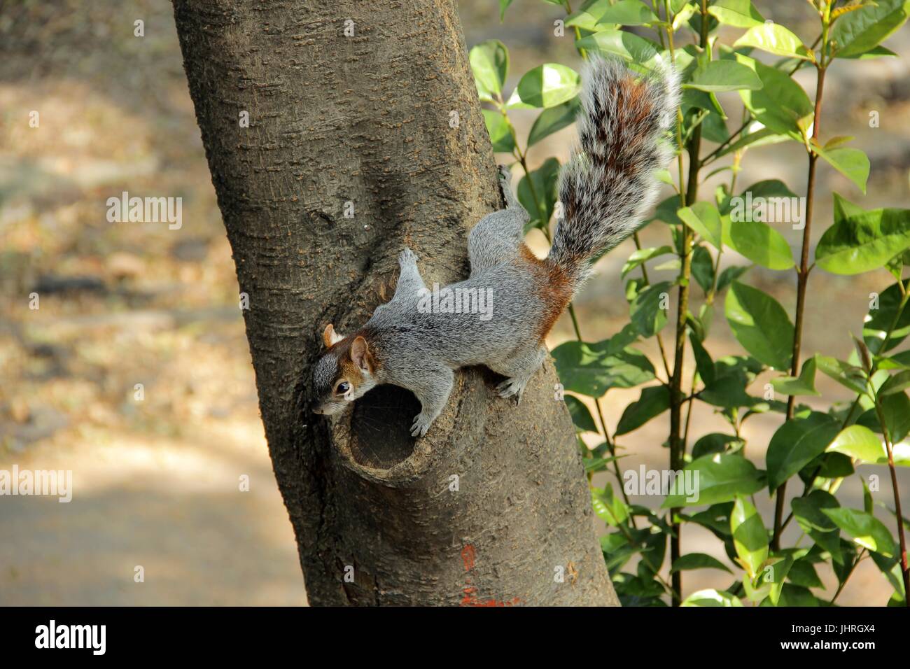 Flying chipmunks hi-res stock photography and images - Alamy