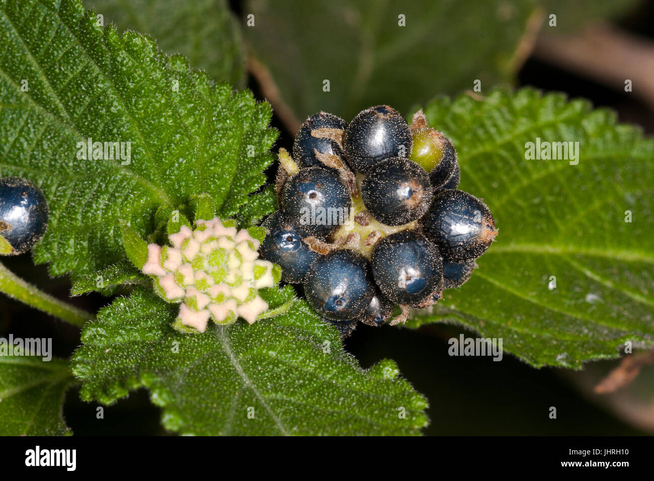 Lantana Seeds High Resolution Stock Photography and Images - Alamy