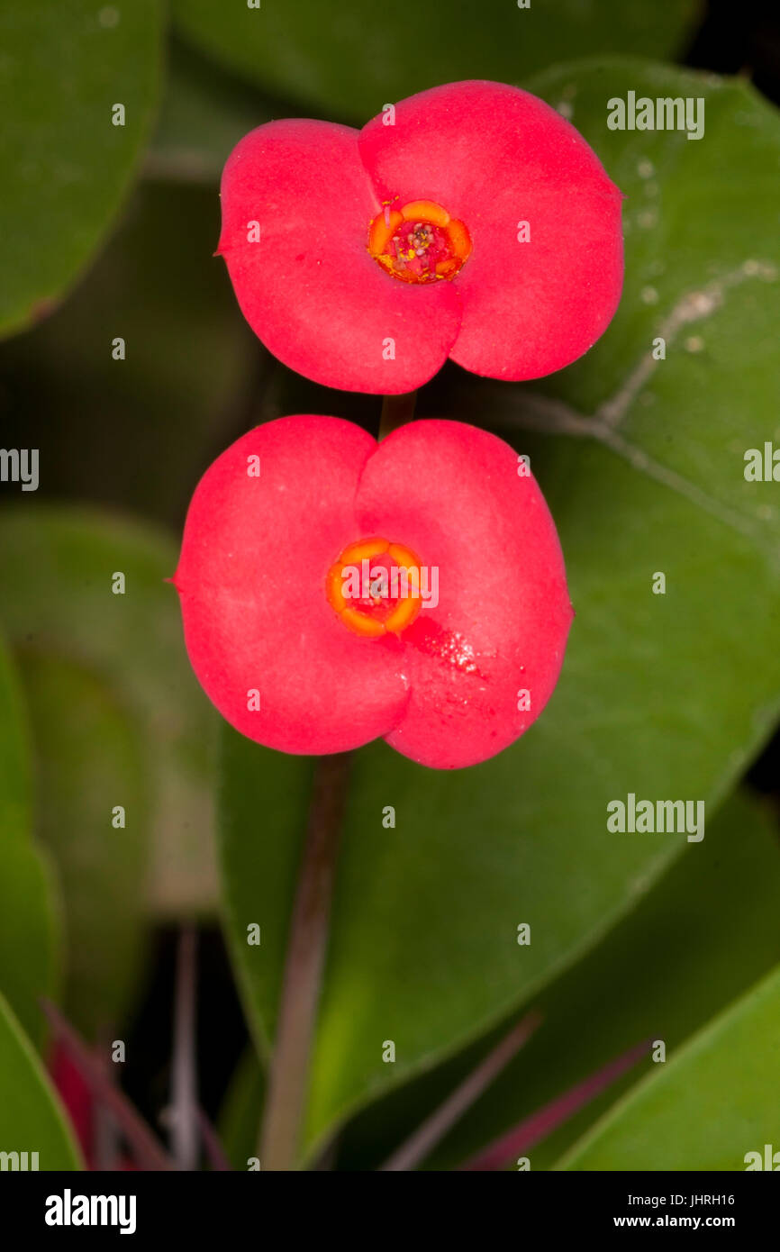 Crown of Thorns flower Stock Photo - Alamy