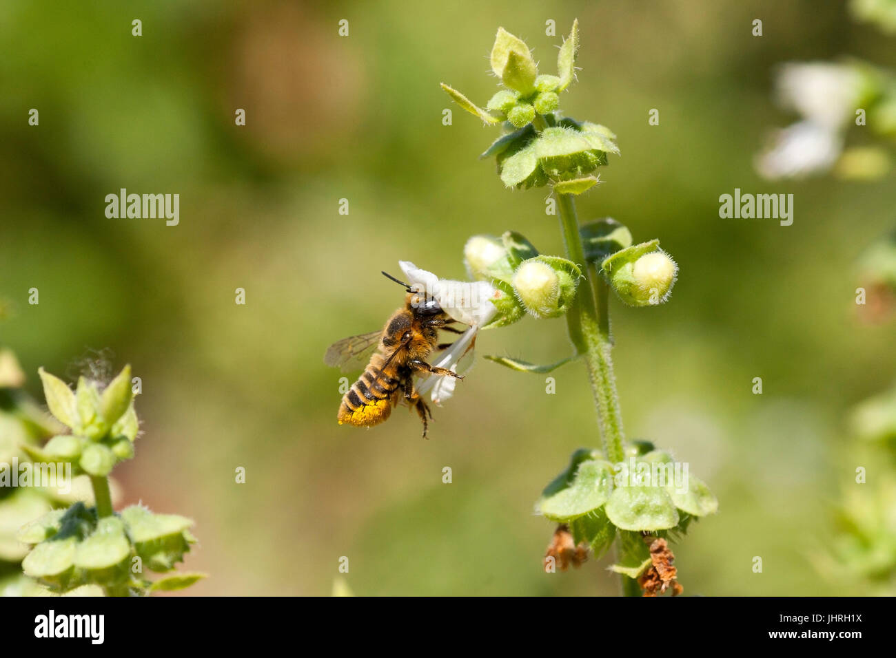 Bee collecting pollen Stock Photo - Alamy