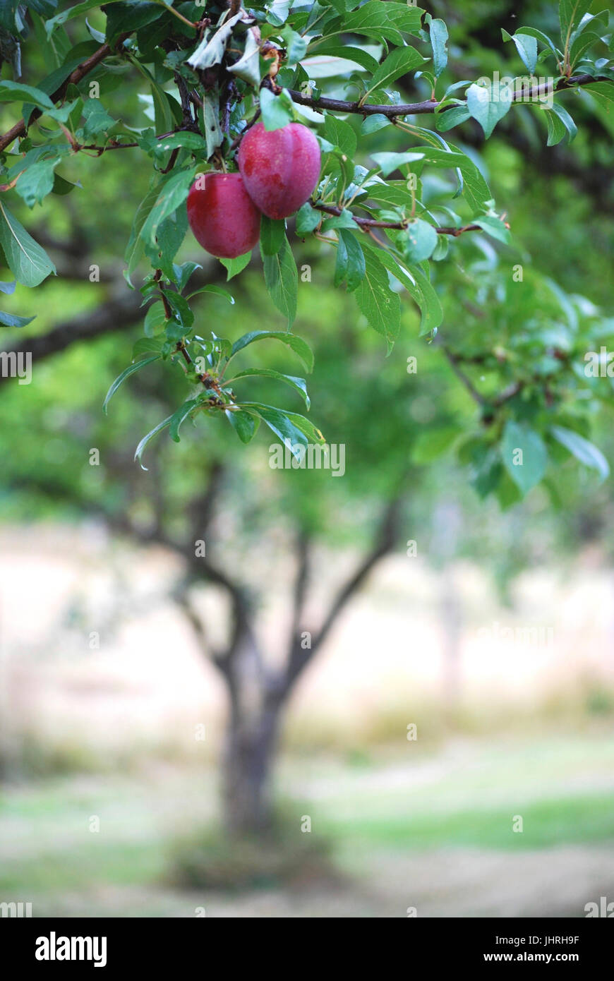 Plum trees plums fruits hi-res stock photography and images - Alamy