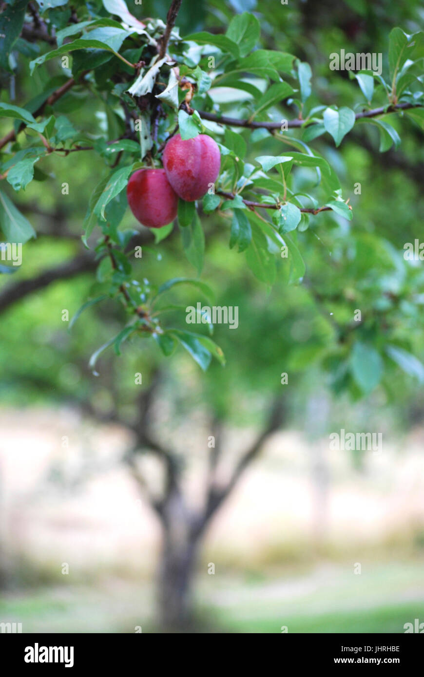 Ripe Plums hang from a tree in an orchard, Bainbridge Island, WA. USA ...