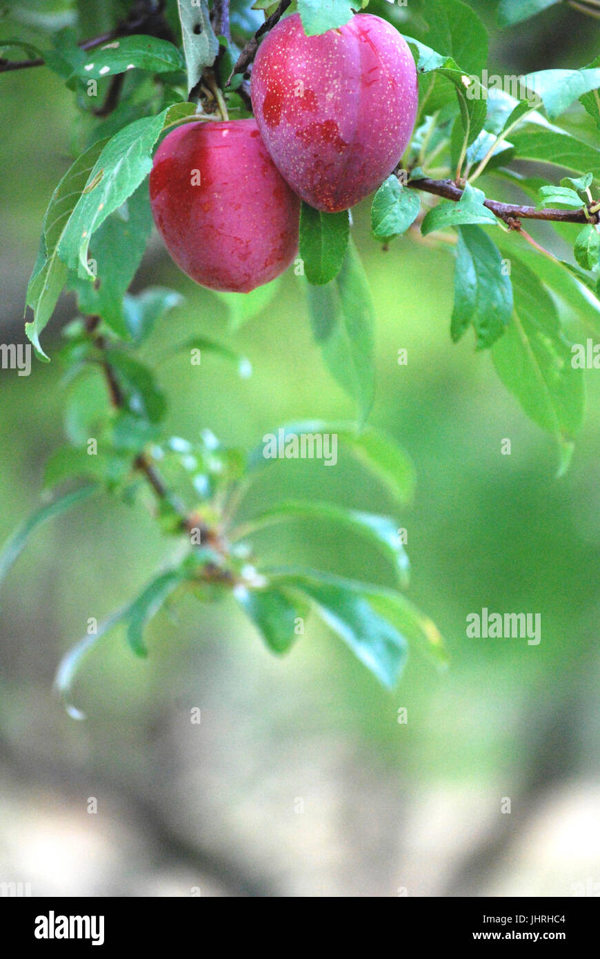 Plum trees plums fruits hi-res stock photography and images - Alamy